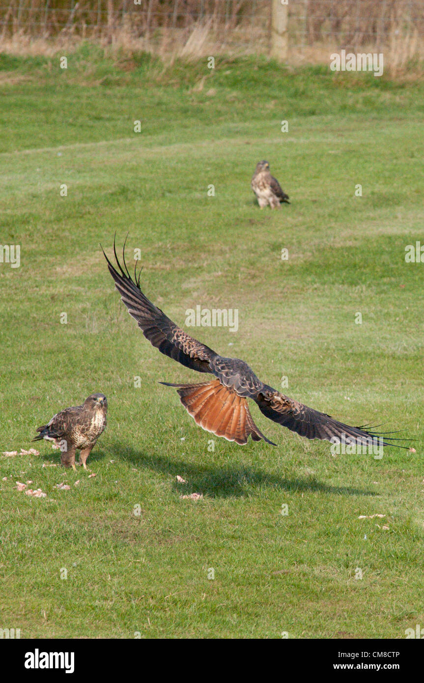 27th October 2012. Rhayader, Mid Wales, UK. A Red Kite trys to steal ...