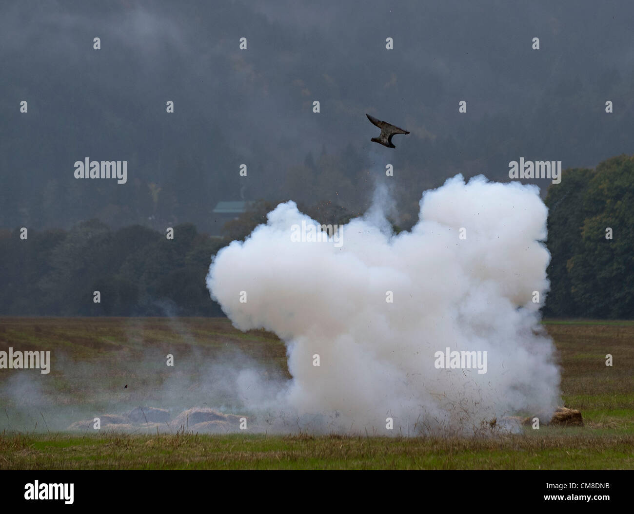 Oct. 27, 2012 - Roseburg, Oregon, U.S - About eight ounces of black ...