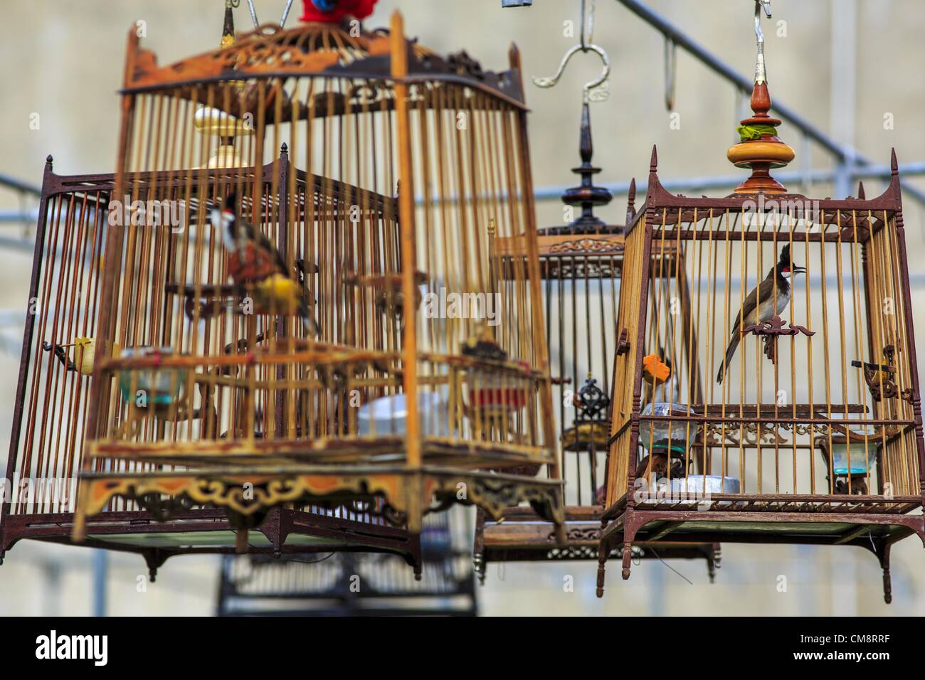 Singing bird contest thailand hi-res stock photography and images - Alamy