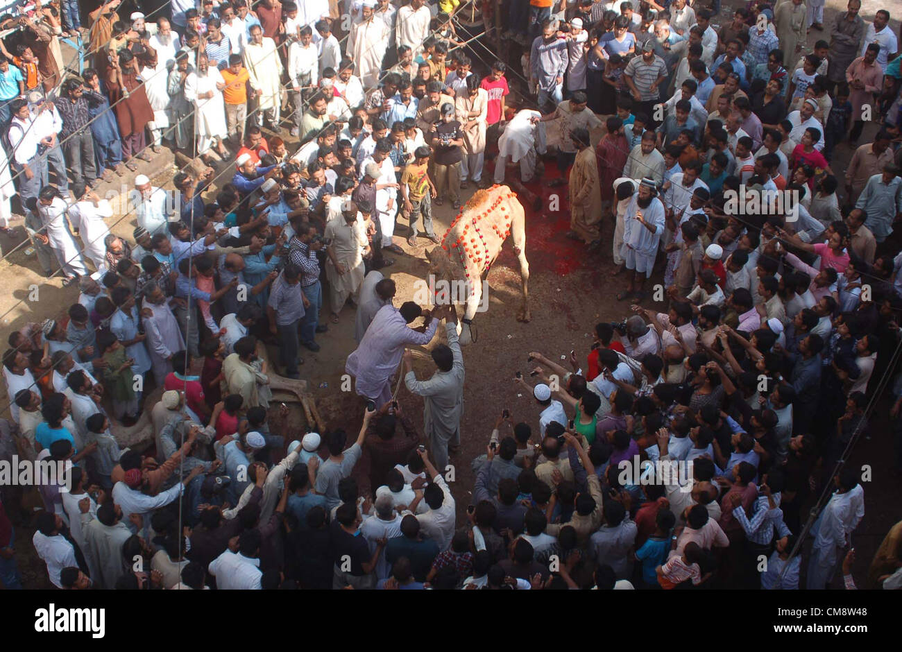 Ahle Hadith Muslims sacrifice camel on the 4th day of Eid- ul-Azha at ...