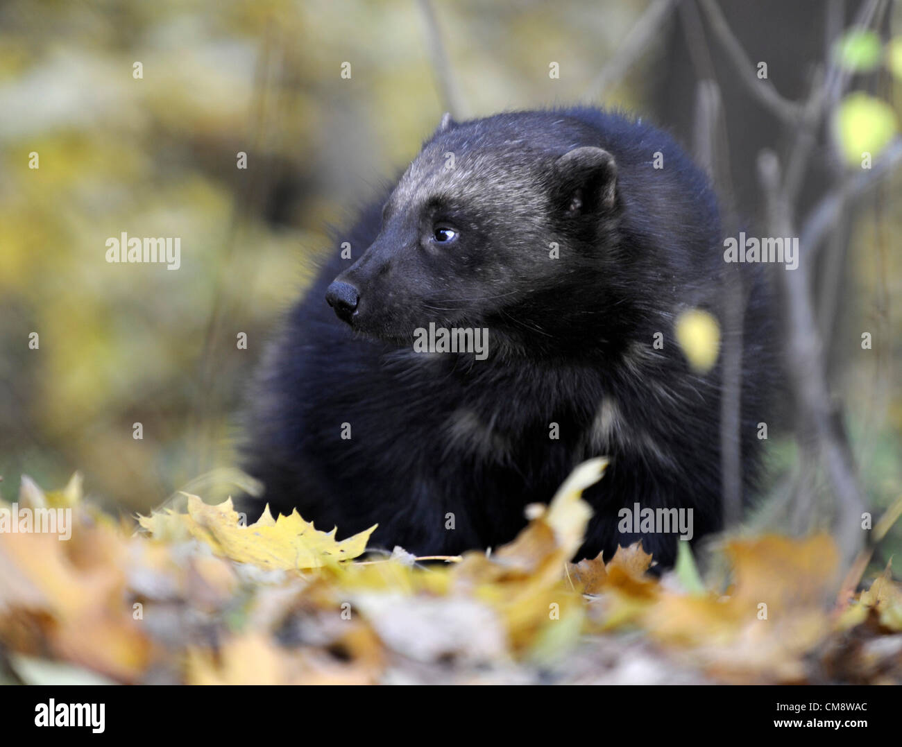 Zoo in Usti nad Labem has a new wolverine. Two-year old male Marco ...