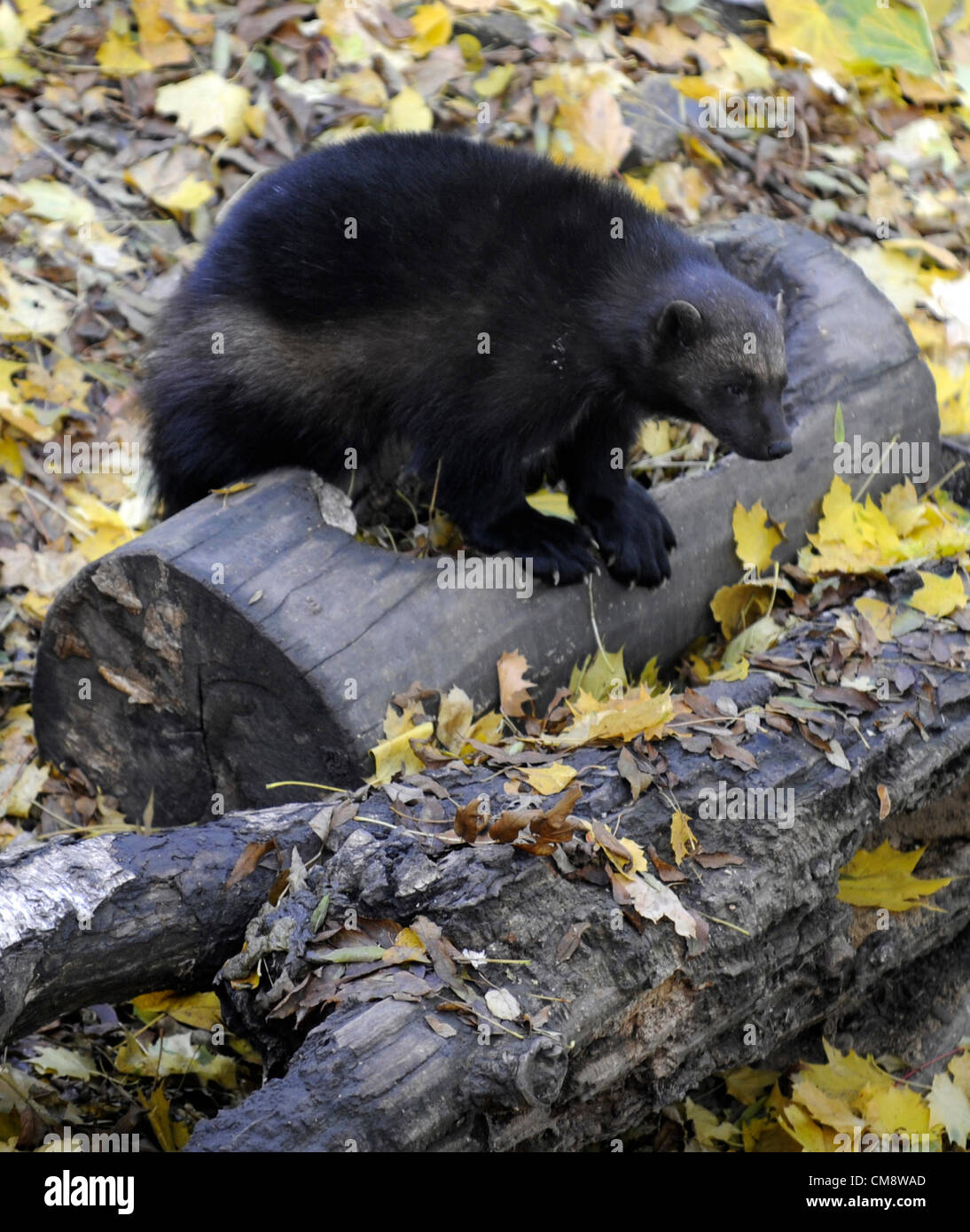 Wolverine year hi-res stock photography and images - Alamy