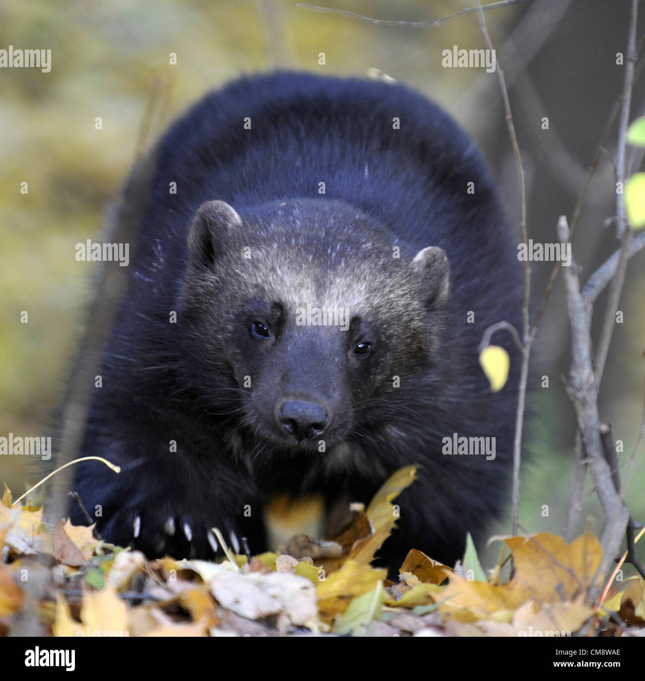 Wolverine year hi-res stock photography and images - Alamy