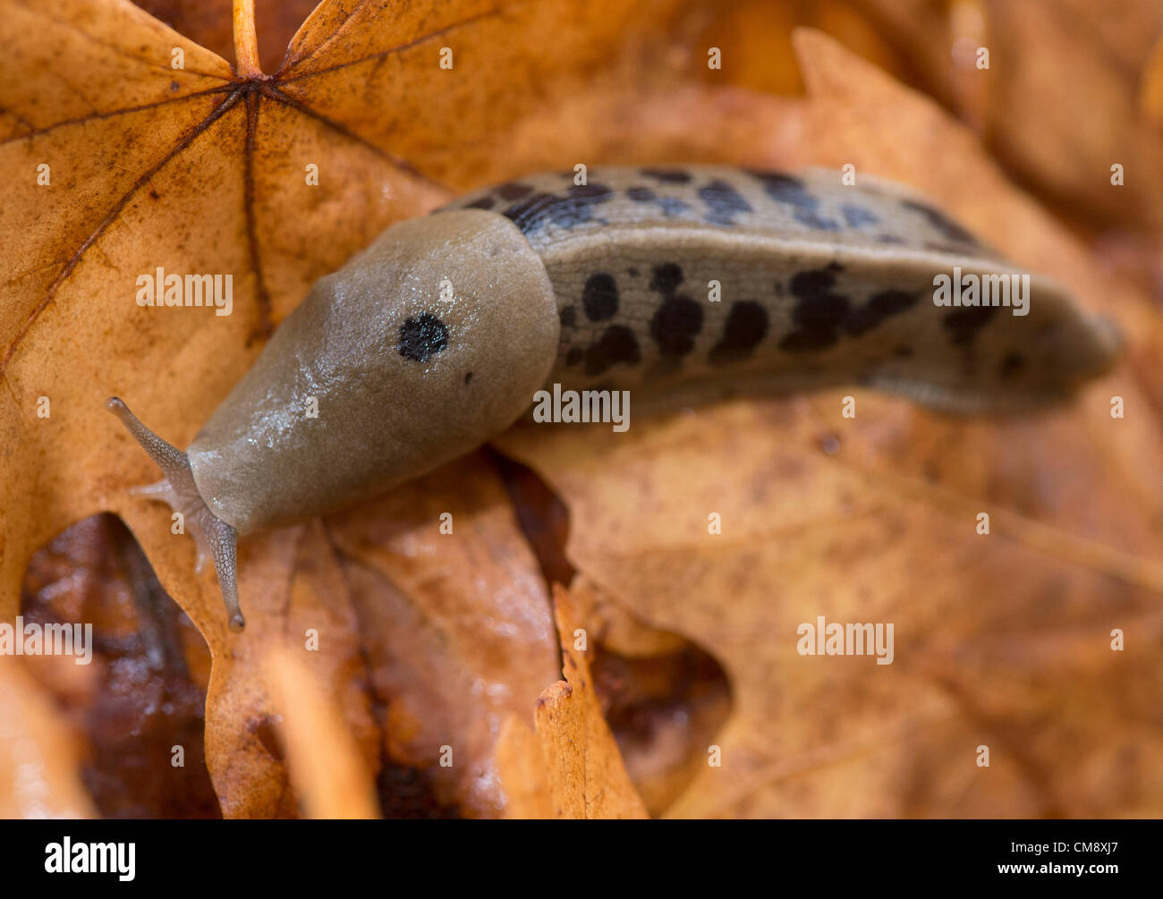 Oct. 30, 2012 - Elkton, Oregon, U.S - A large wild banana slug slithers ...