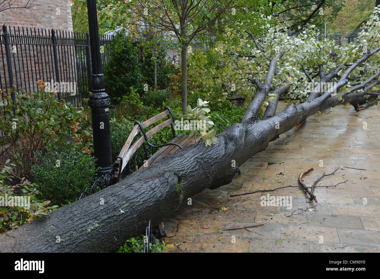 NEW YORK - OCT 30 : Hurricane Sandy leaves downed trees in Manhattan ...