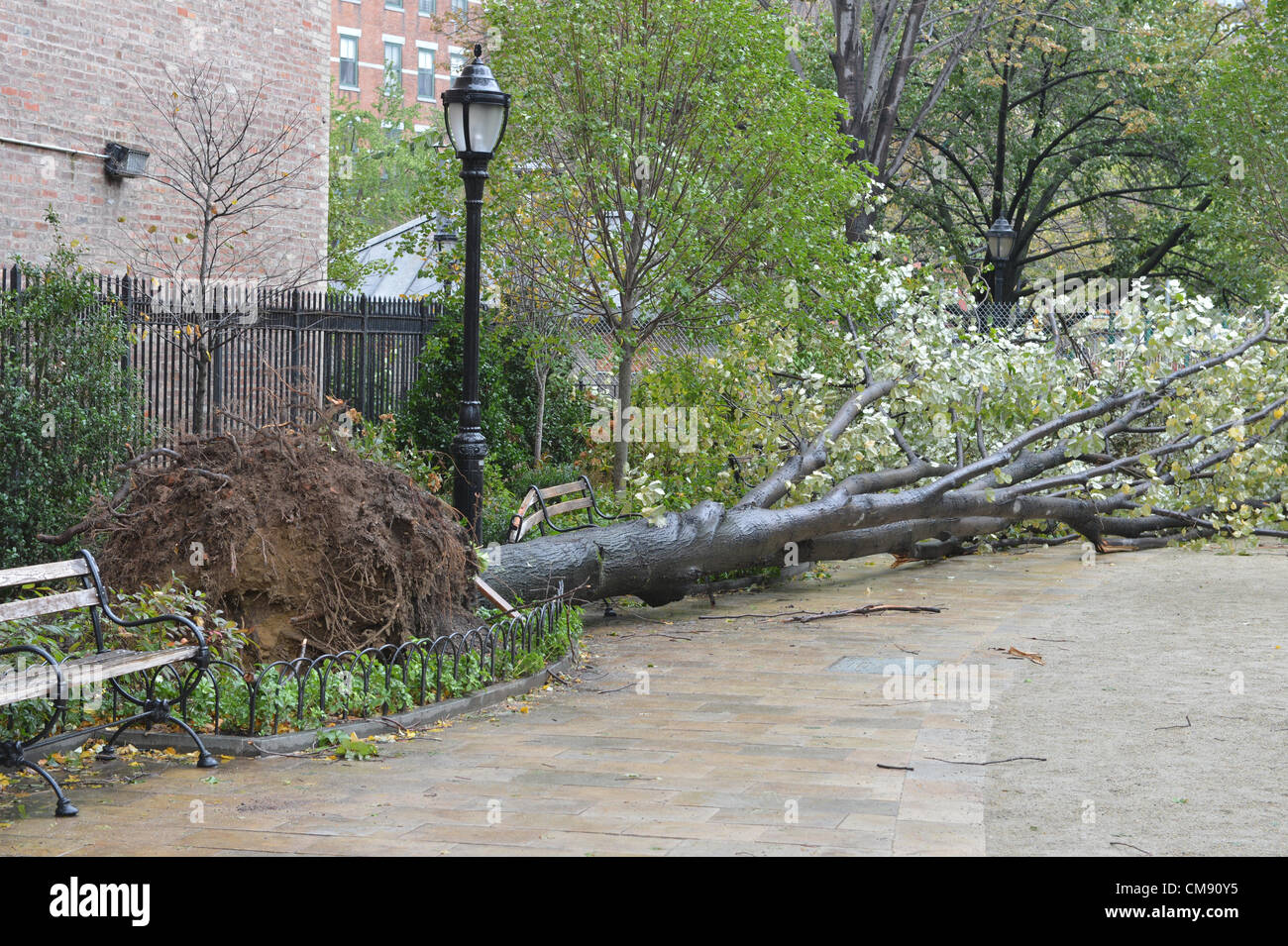 NEW YORK - OCT 30 : Hurricane Sandy leaves downed trees in Manhattan ...