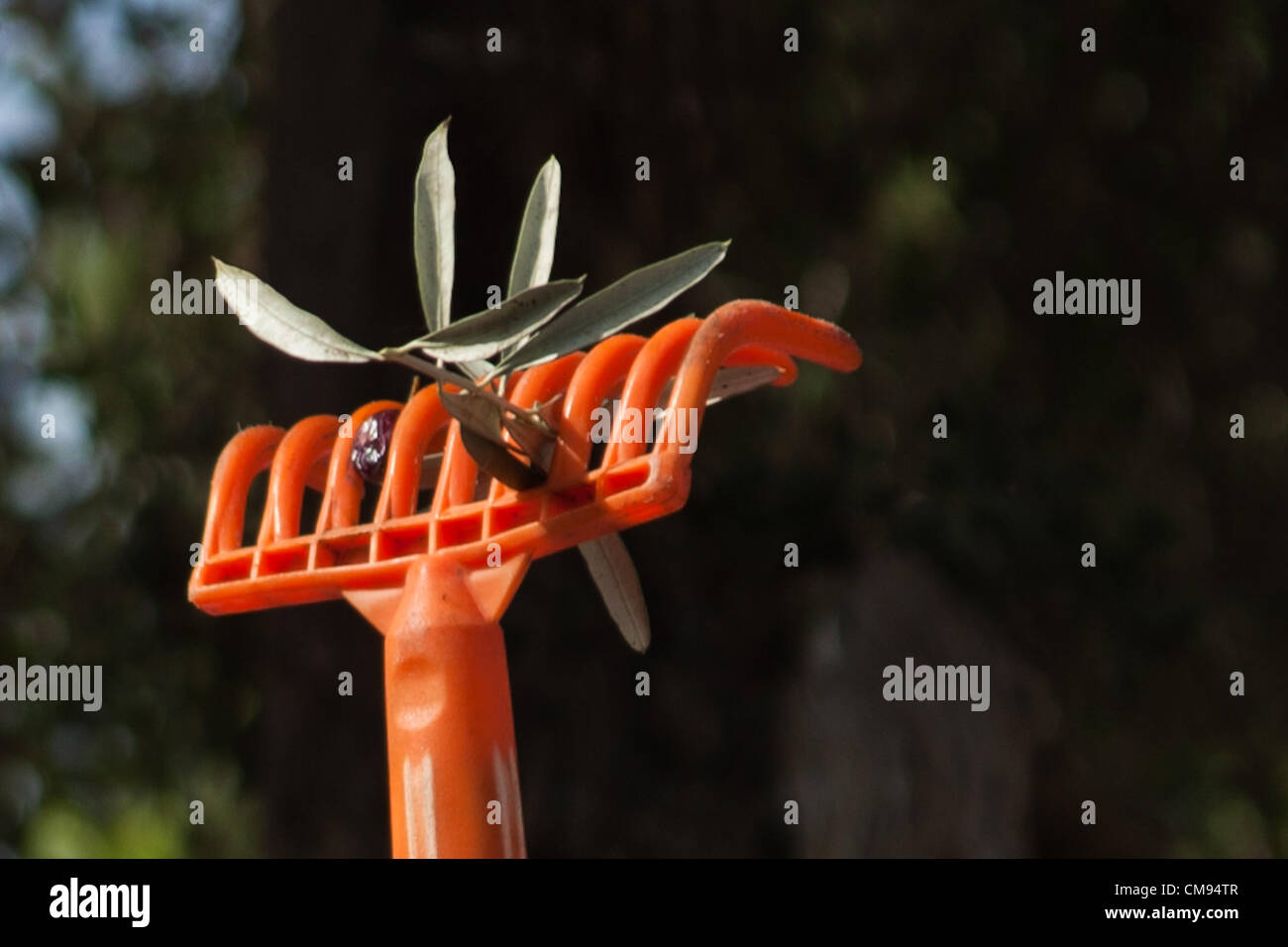 Jerusalem, Israel. 1st November 2012. An olive branch is caught in a ...
