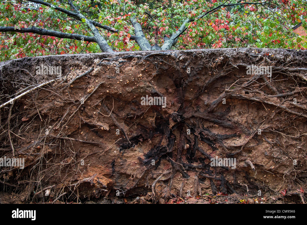 Tree roots damage hi-res stock photography and images - Alamy