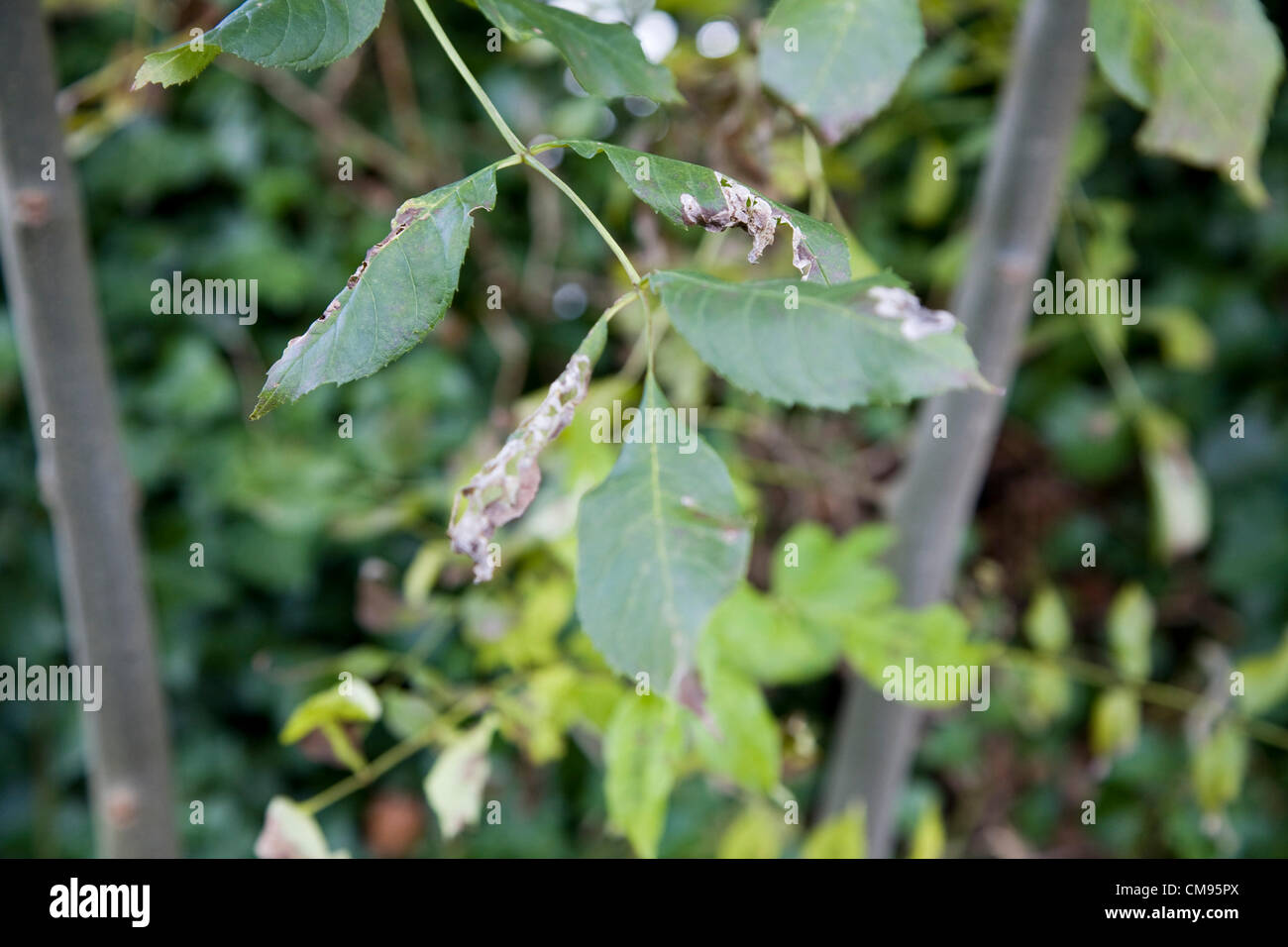 Uk ash die back fungus hi-res stock photography and images - Alamy