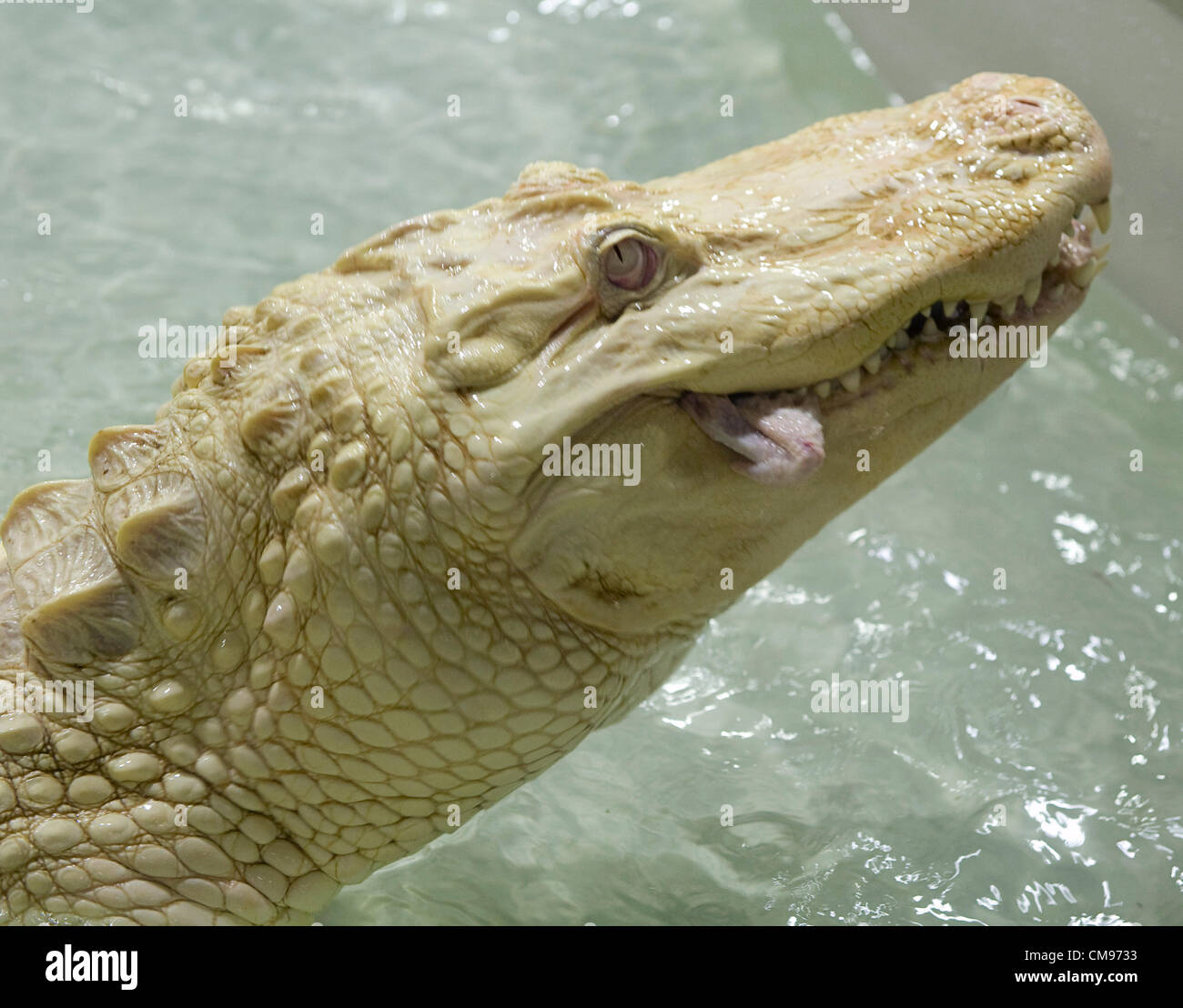 Albino American Alligator, Alligator mississippiensis, in Crocodile Zoo ...