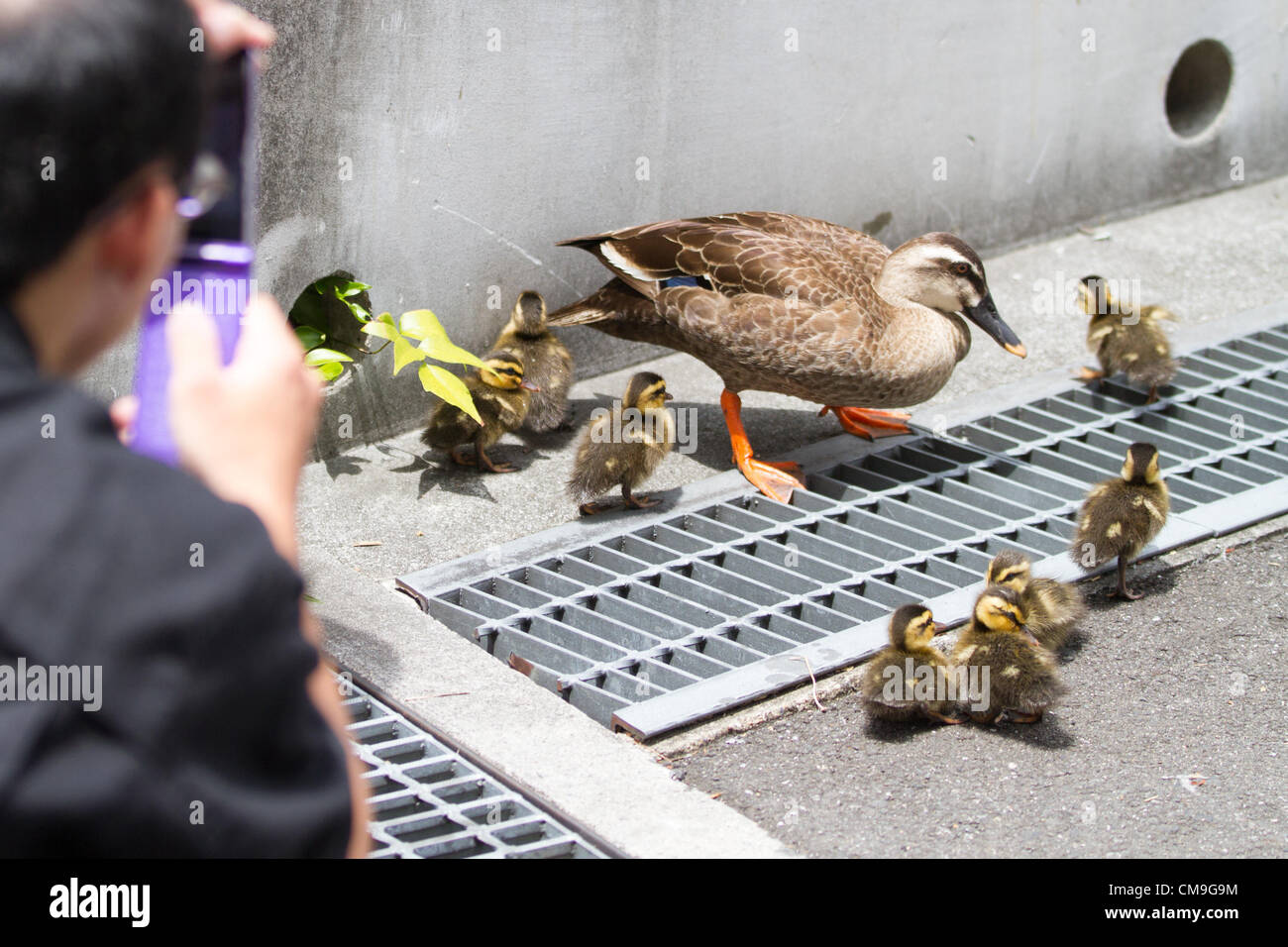 June 29, 2012, Tokyo, Japan - A spot-billed duck and eight ducklings ...