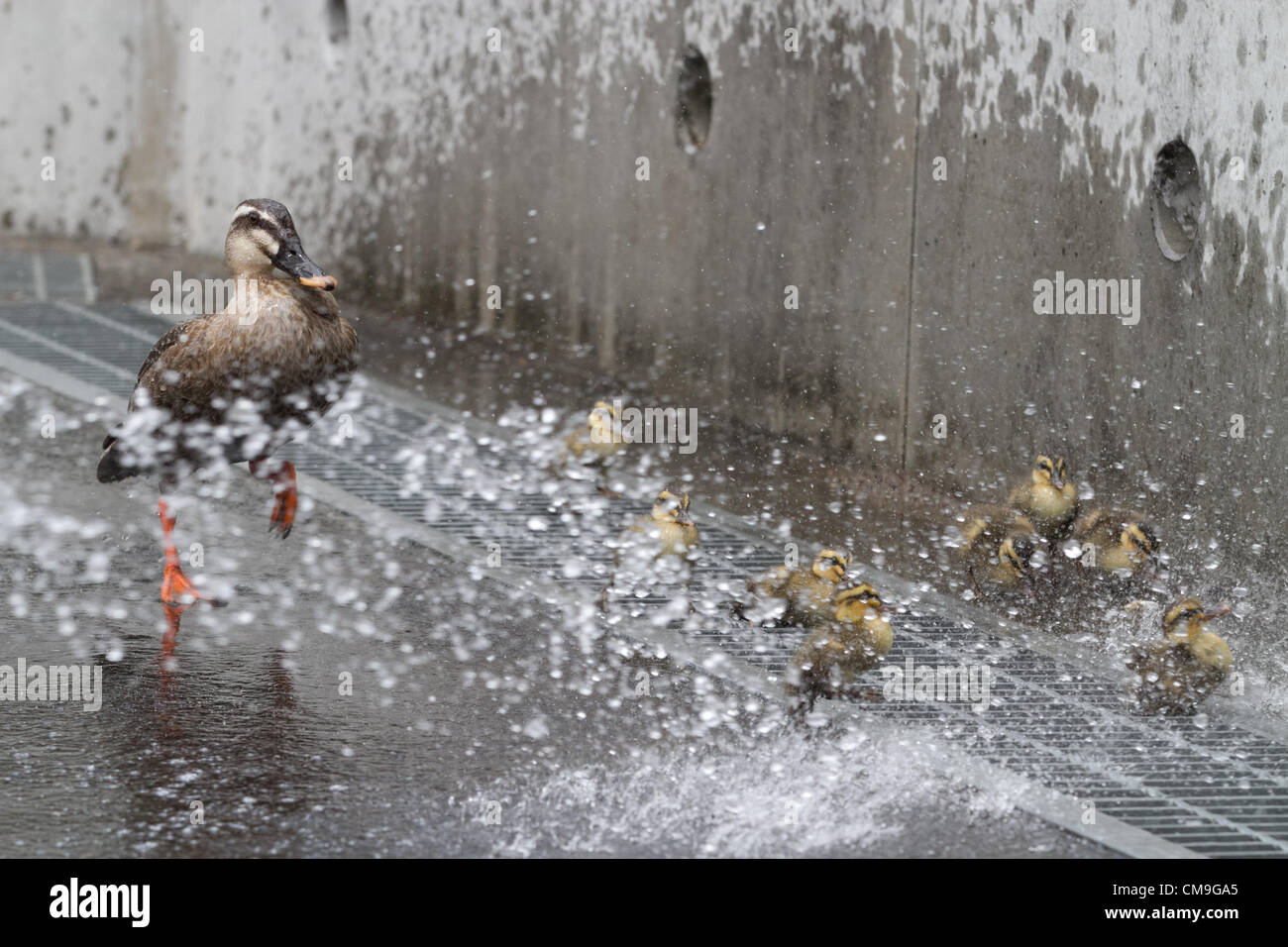 June 29, 2012, Tokyo, Japan - A spot-billed duck and eight ducklings ...