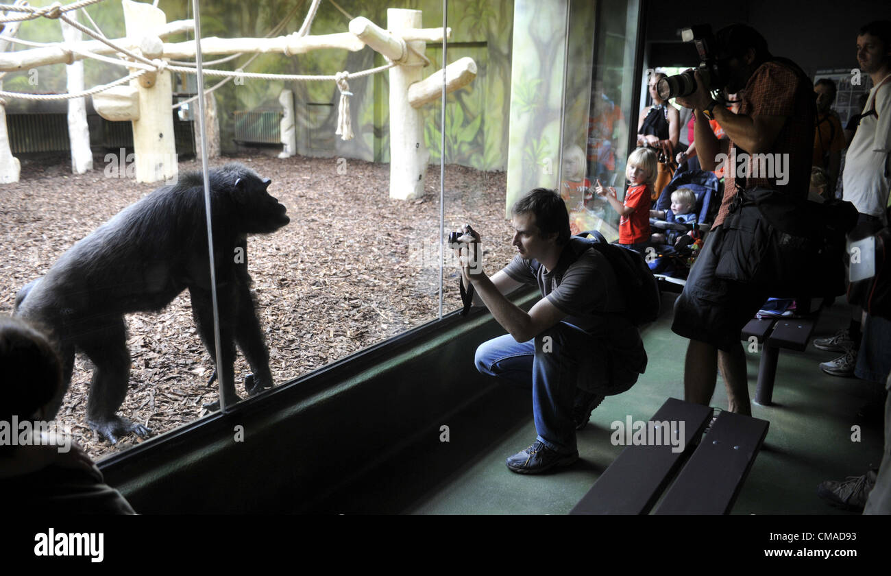 Chimpanzee poses in its enclosure in newly reconstructed Ape pavilion ...