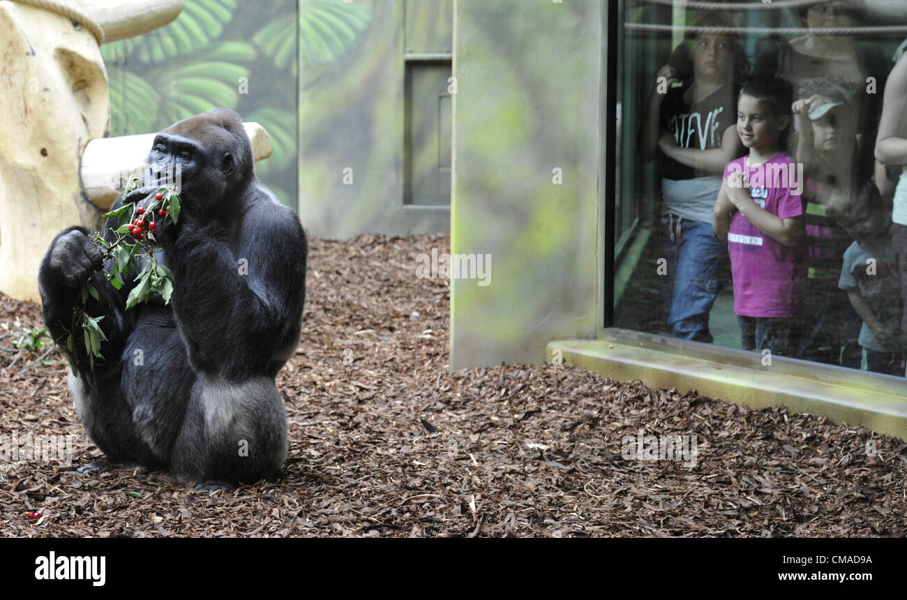 Ape enclosure hi-res stock photography and images - Alamy