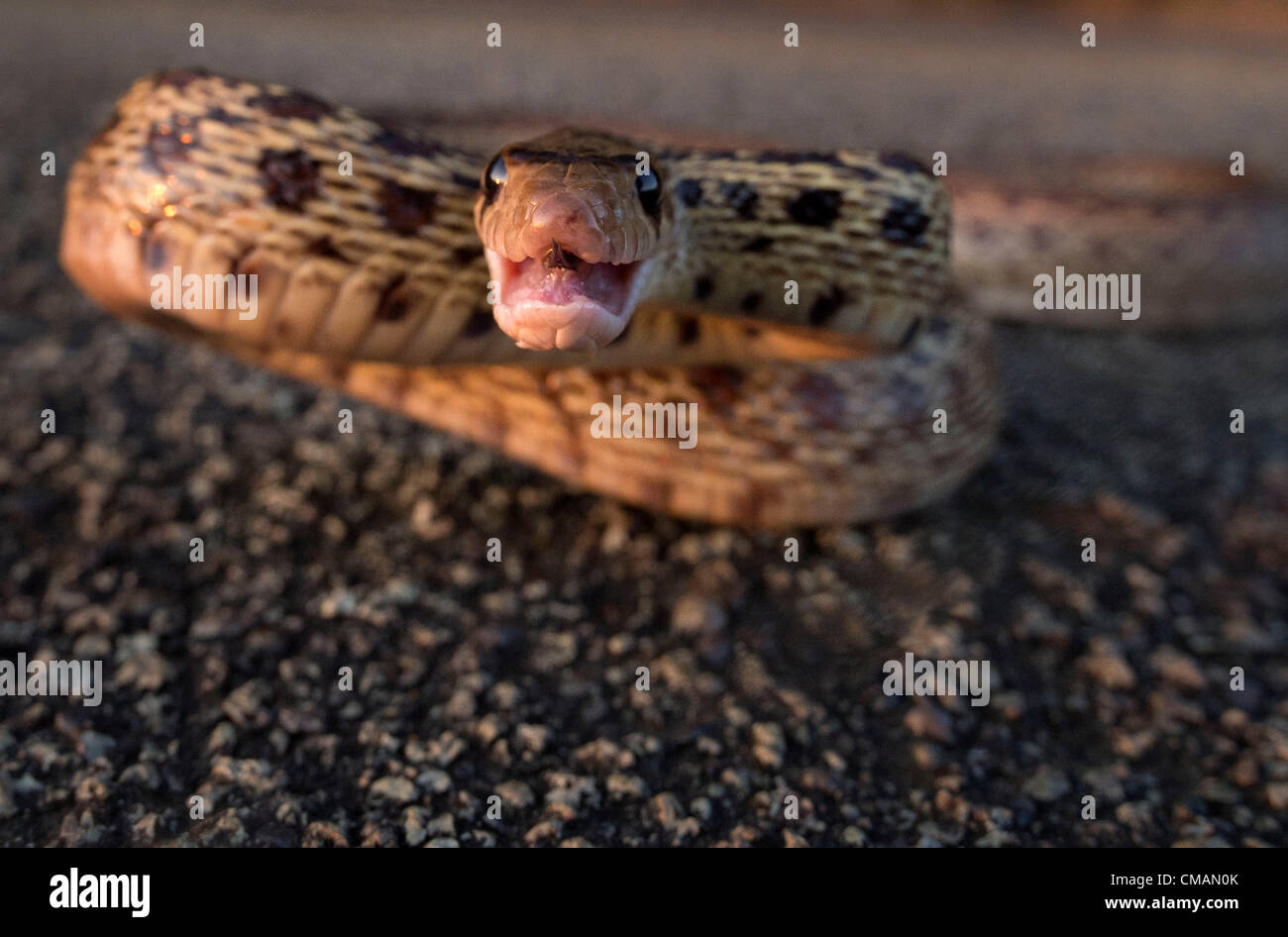 Bullsnake hi-res stock photography and images - Alamy