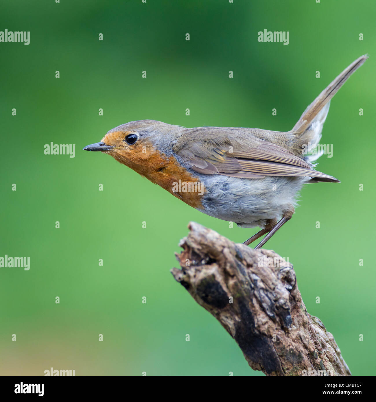 Robin Erithacus rubecula (Turdidae) Wildlife Stock Photo - Alamy