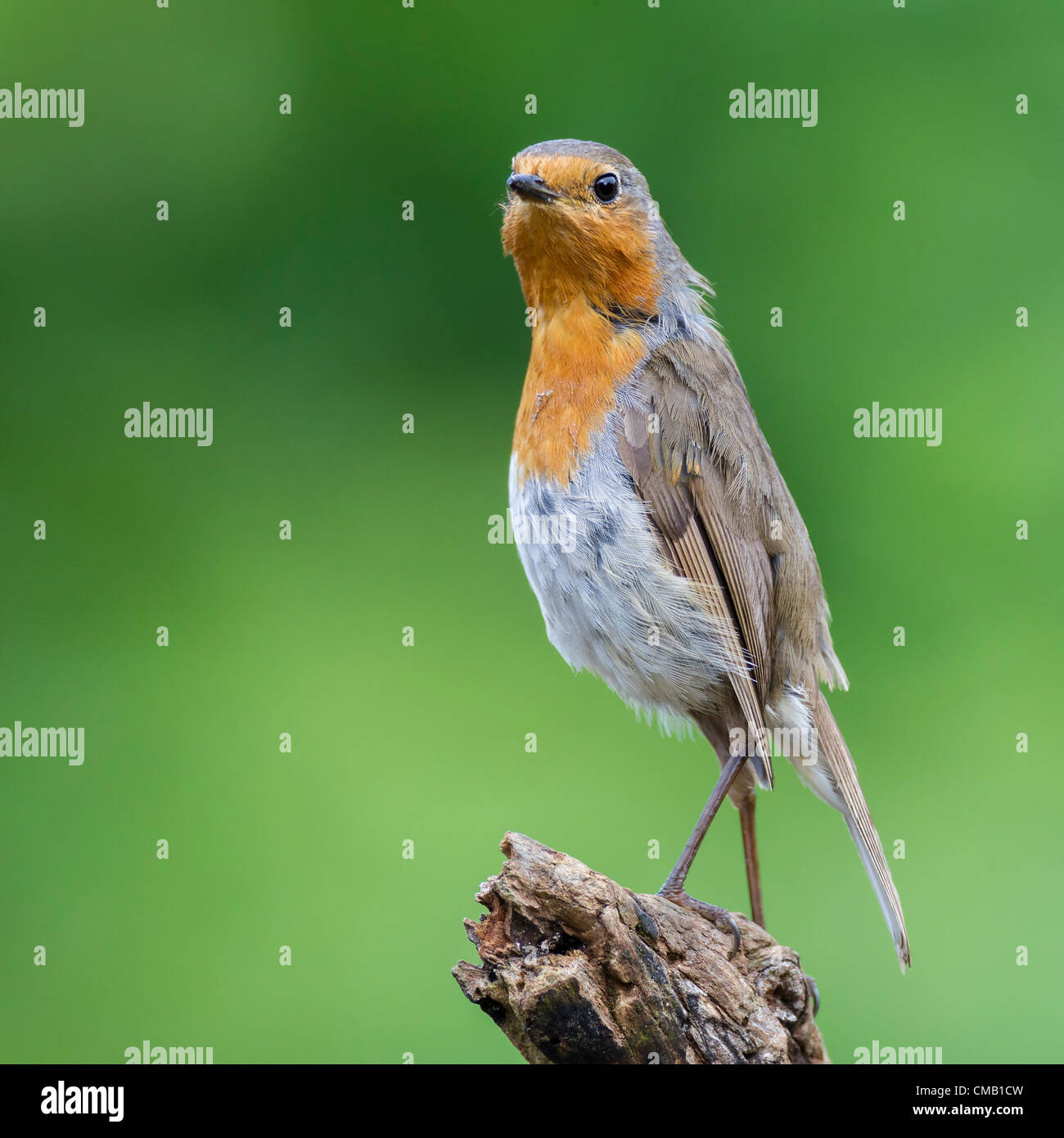 Robin Erithacus rubecula (Turdidae) Wildlife Stock Photo - Alamy