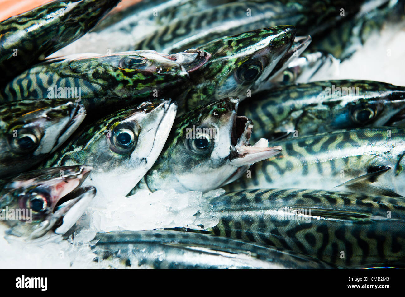 Freshly caught local mackerel at Cardigan Bay Seafood Festival ...