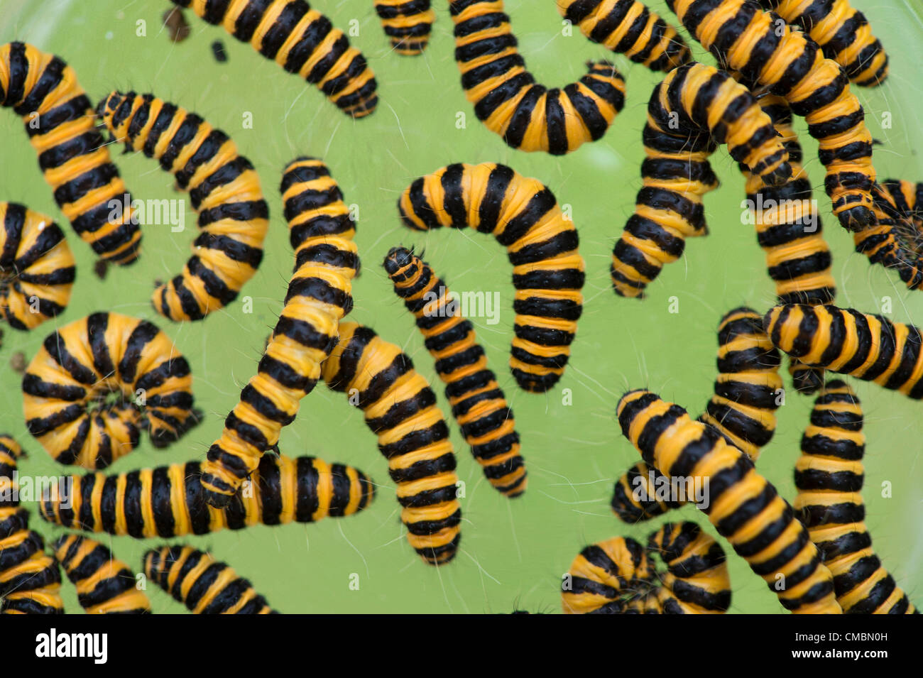 July 12, 2012 - Roseburg, Oregon, U.S - A cluster of cinnabar moth ...