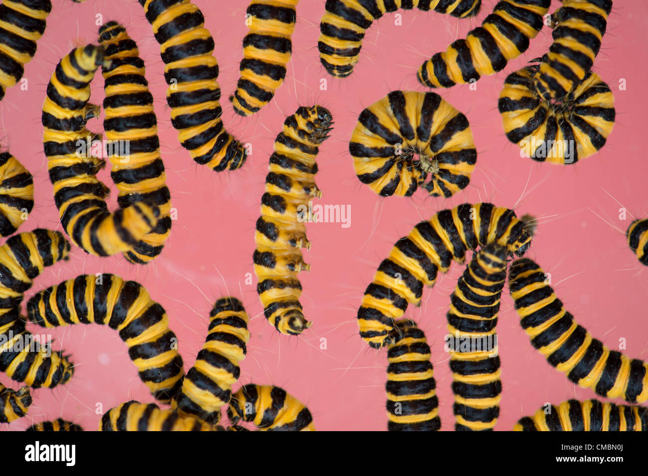 July 12, 2012 - Roseburg, Oregon, U.S - A cluster of cinnabar moth ...