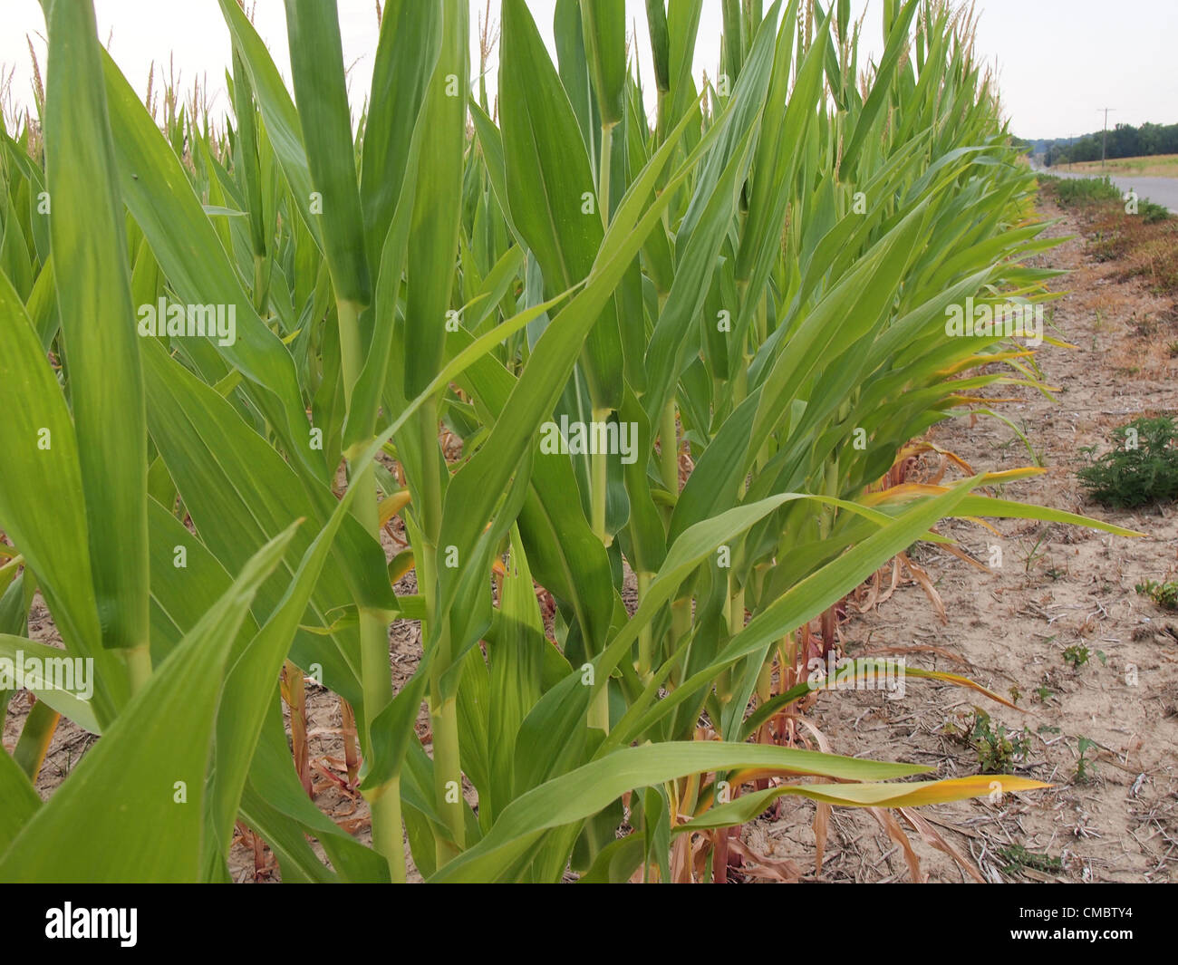 Corn drought usa 2012 hi-res stock photography and images - Alamy