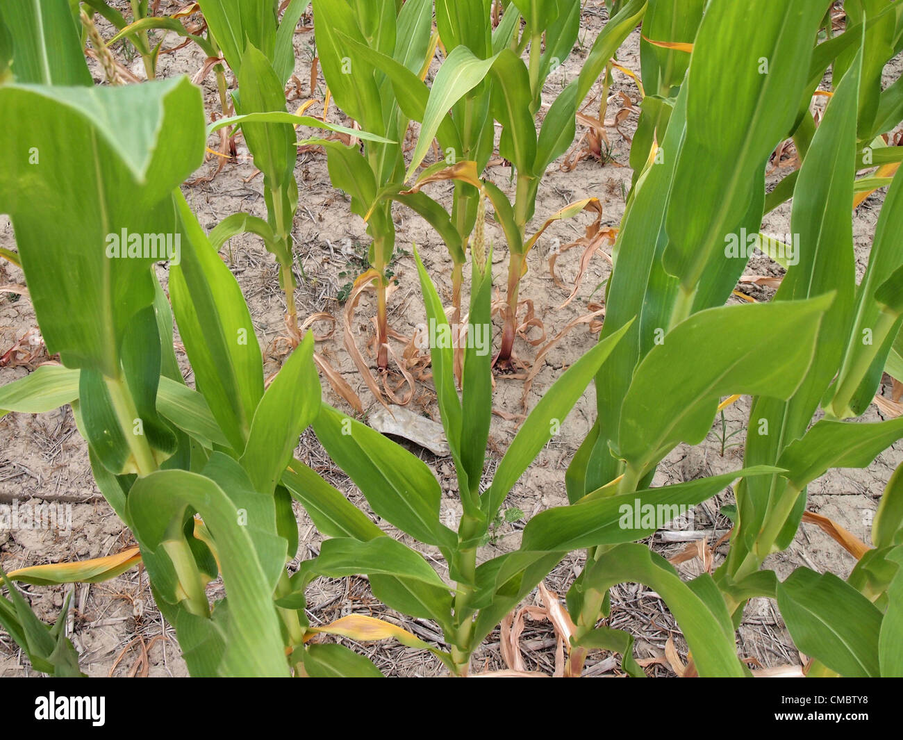 Shrivel shriveled hi-res stock photography and images - Alamy