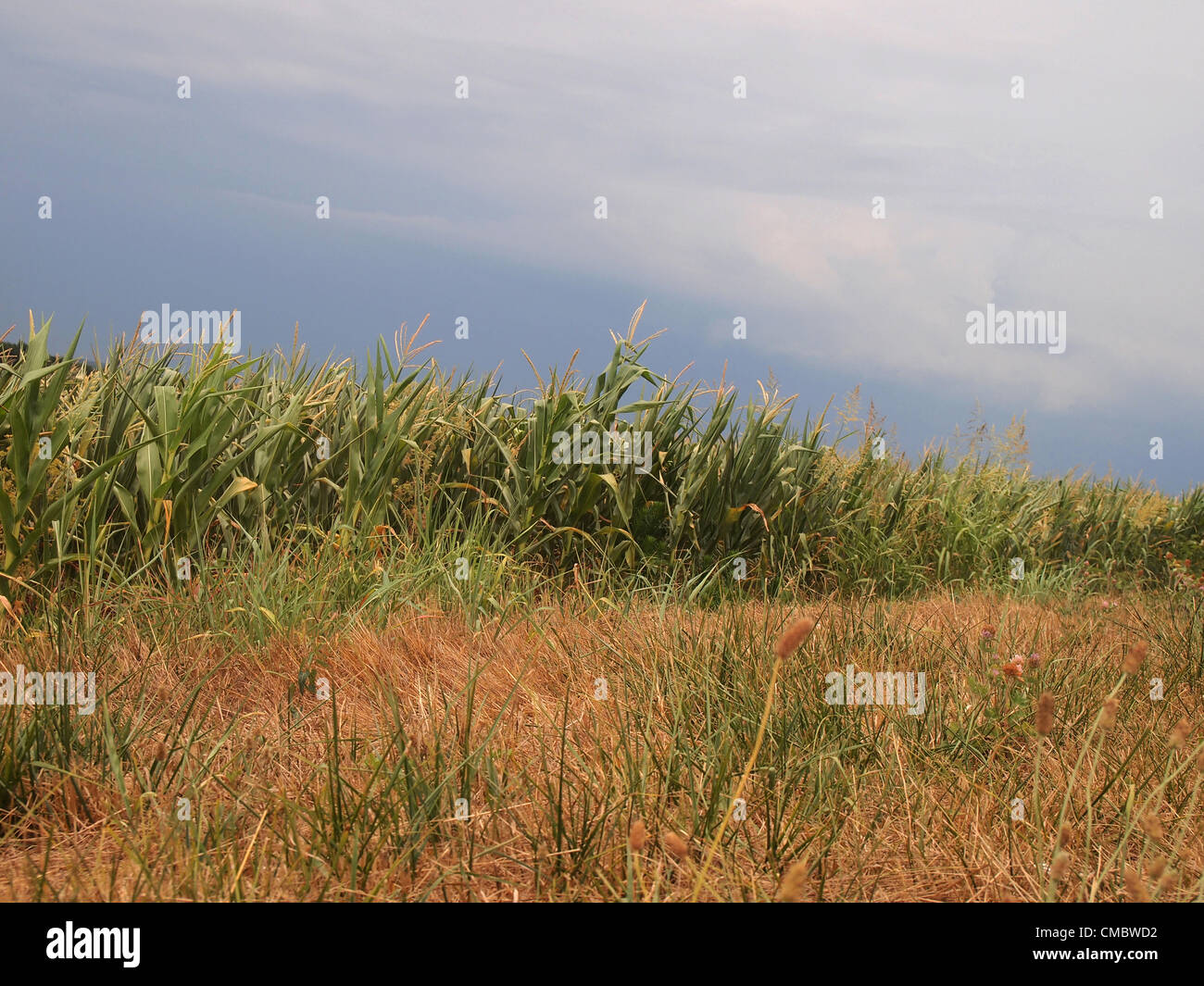Shriveled drought hi-res stock photography and images - Alamy