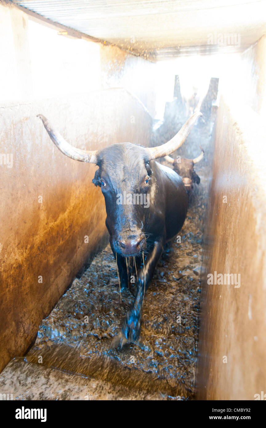 Dip tank cattle hi-res stock photography and images - Alamy
