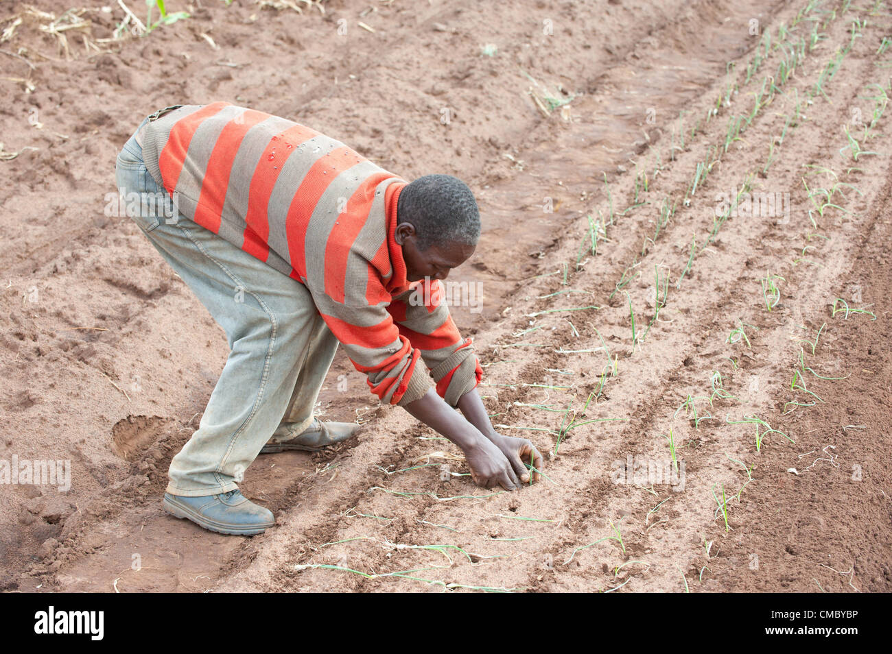 June 13, 2012 - Chimhanda (Village, Zimbabwe - June 13, 2012, Rushinga ...