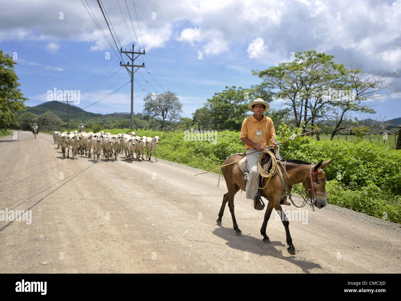 May 28, 2012 - U.S. - A farmer herds cattle near Finca Panama in Costa ...