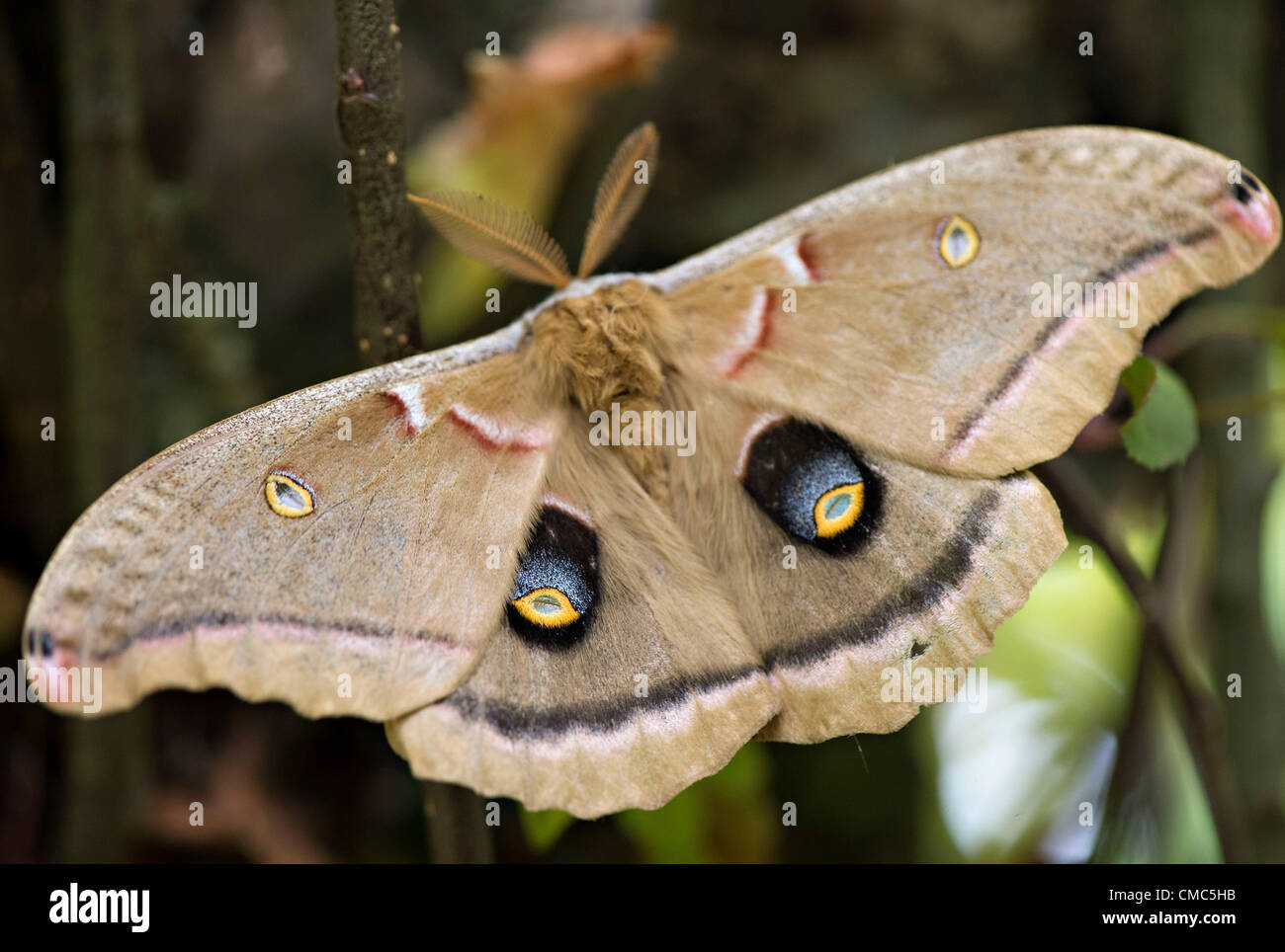 July 15, 2012 - Roseburg, Oregon, U.S - A large Polyphemus moth clings ...