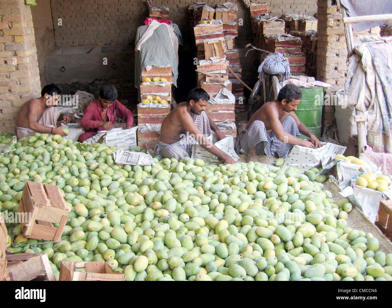 Farmers packing mangoes in wooden boxes before dispatching markets to ...