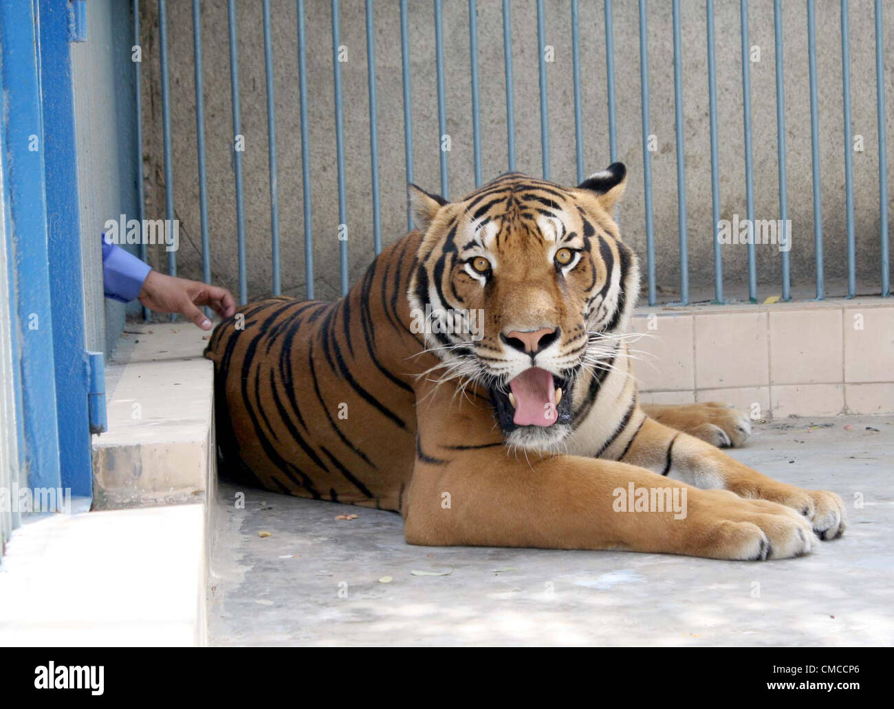 Tiger cages hi-res stock photography and images - Alamy