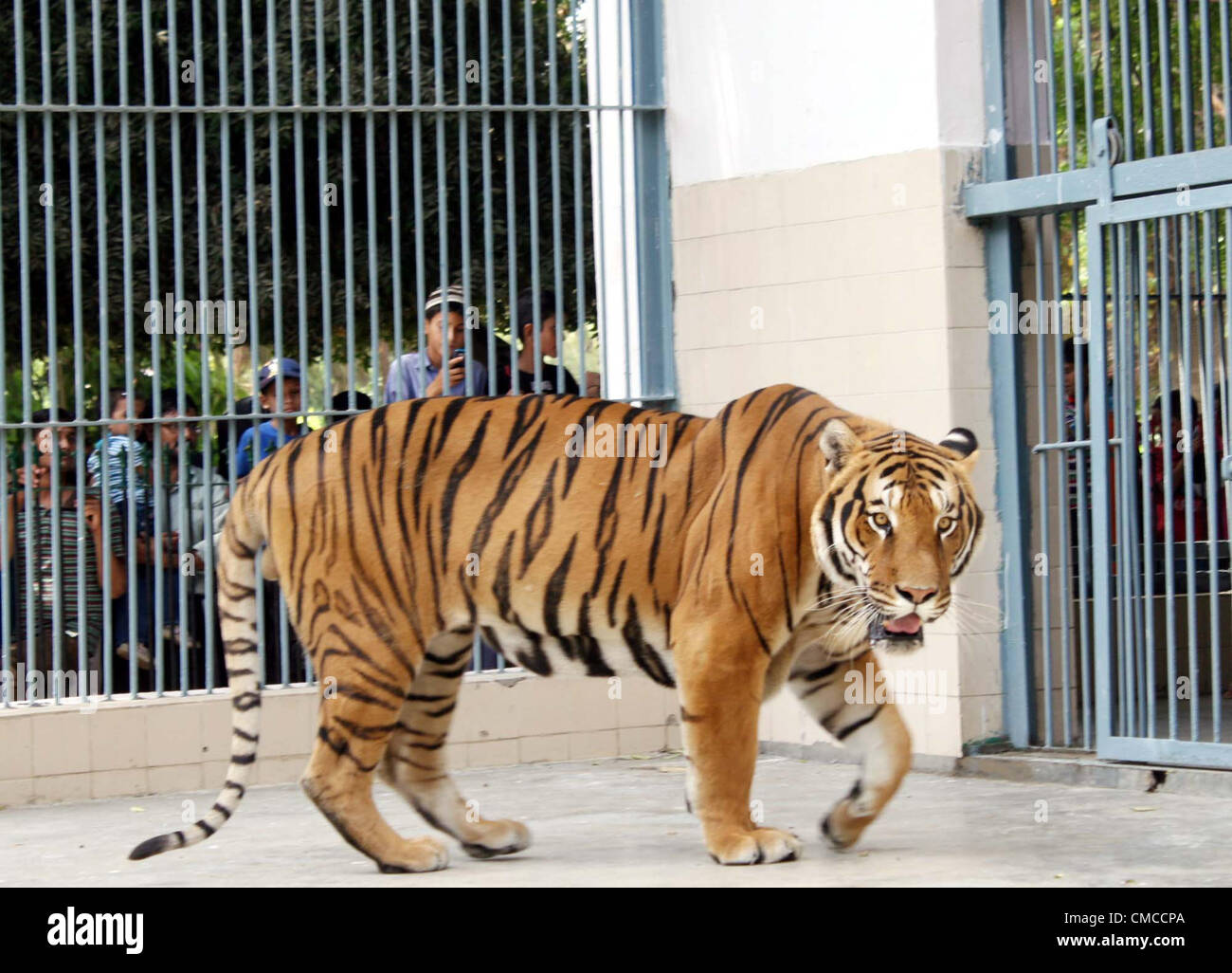 People look newly purchased Bengal Tiger first time imported in ...