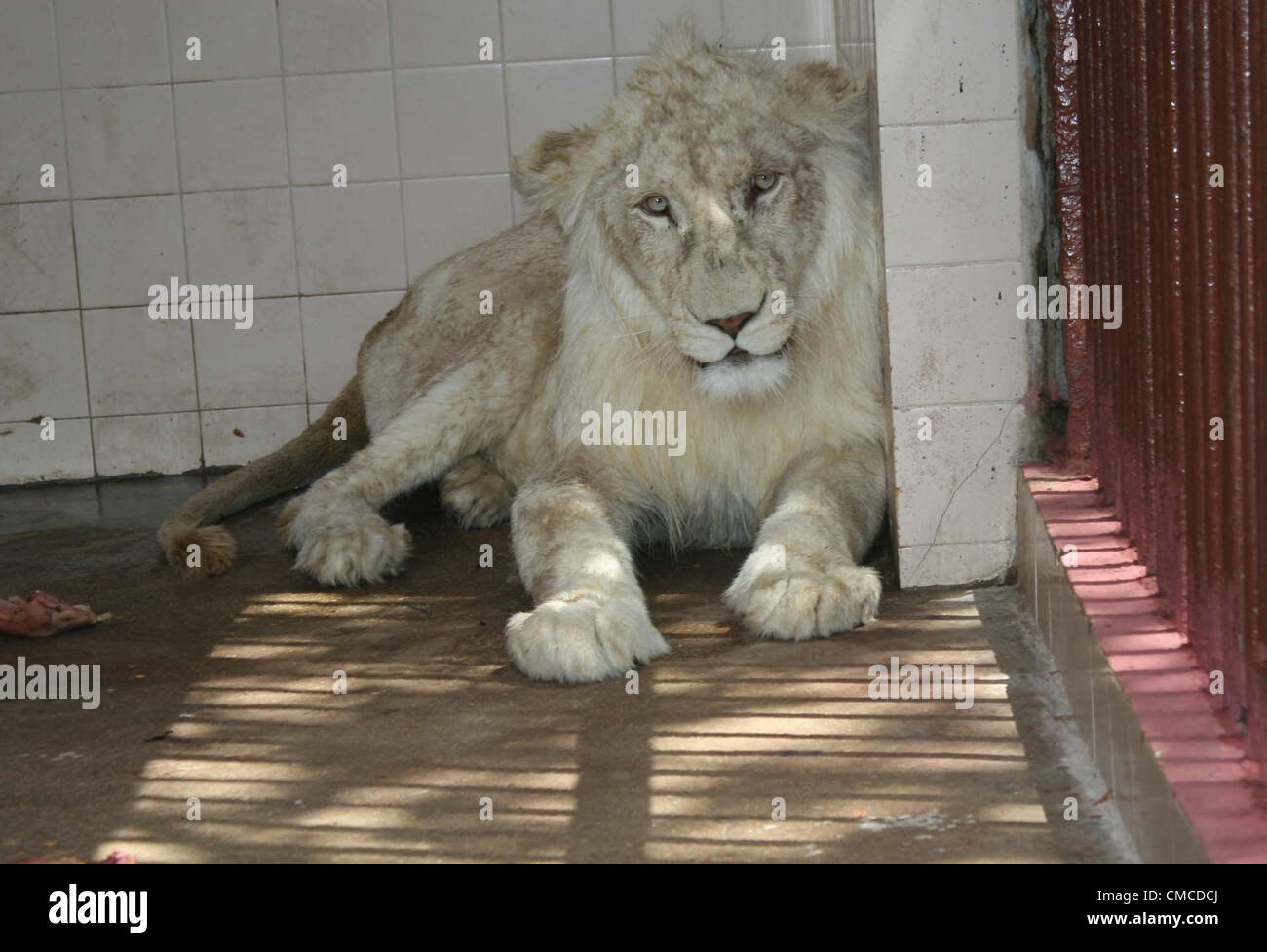 Two year old lion hi-res stock photography and images - Alamy