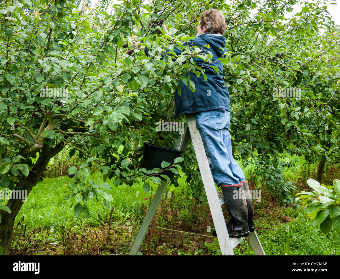 Marion Manning picks plums in between rain showers at her farm at ...
