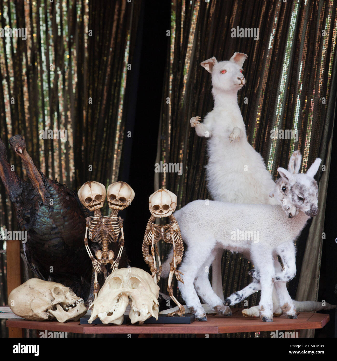 Cute Mutated Animals