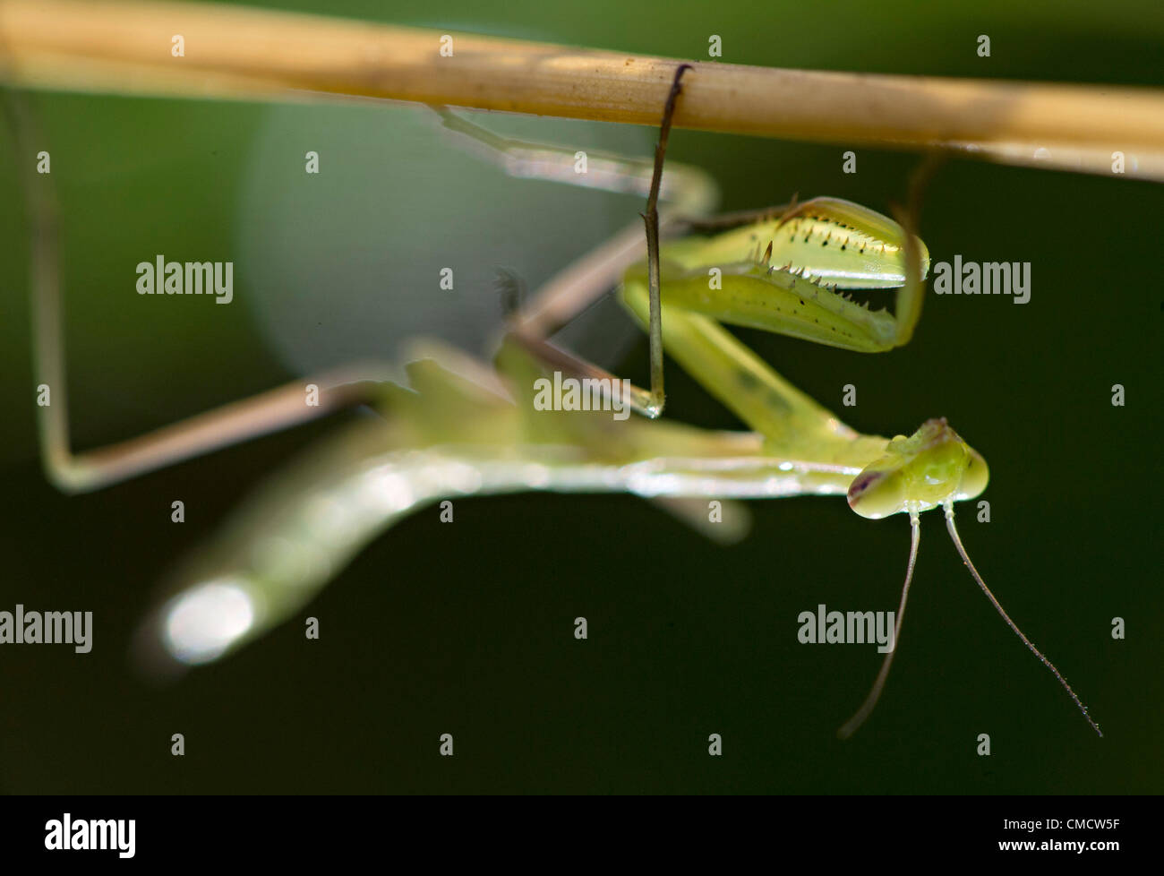 July 20, 2012 - Elkton, Oregon, U.S - A small mantis climbs on a blade ...