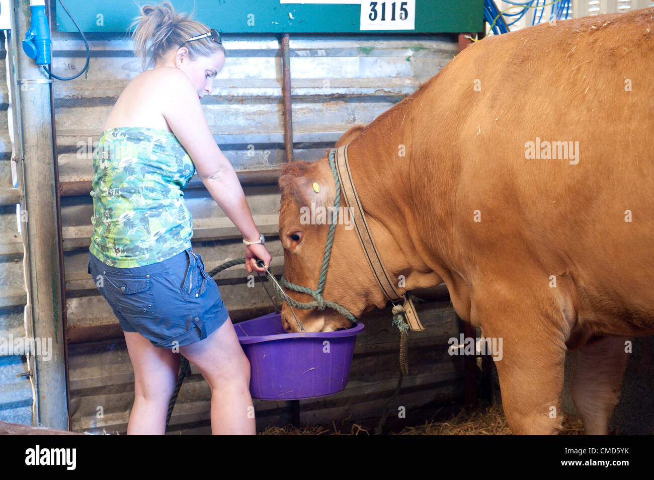 Bull agriculture builth wells hi-res stock photography and images - Alamy