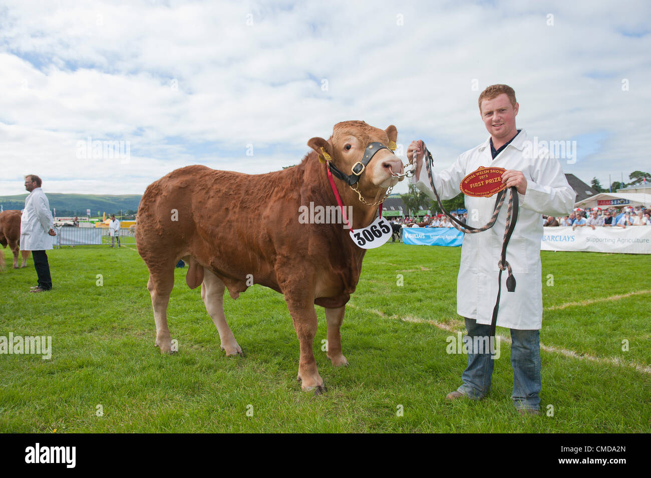 Bull agriculture builth wells hi-res stock photography and images - Alamy