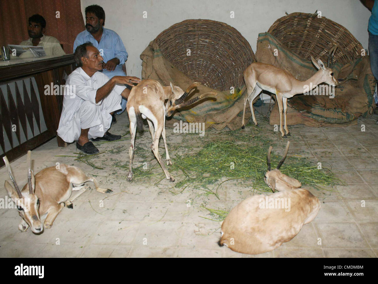 Wild Life workers showing the rare species of deer, who were being ...