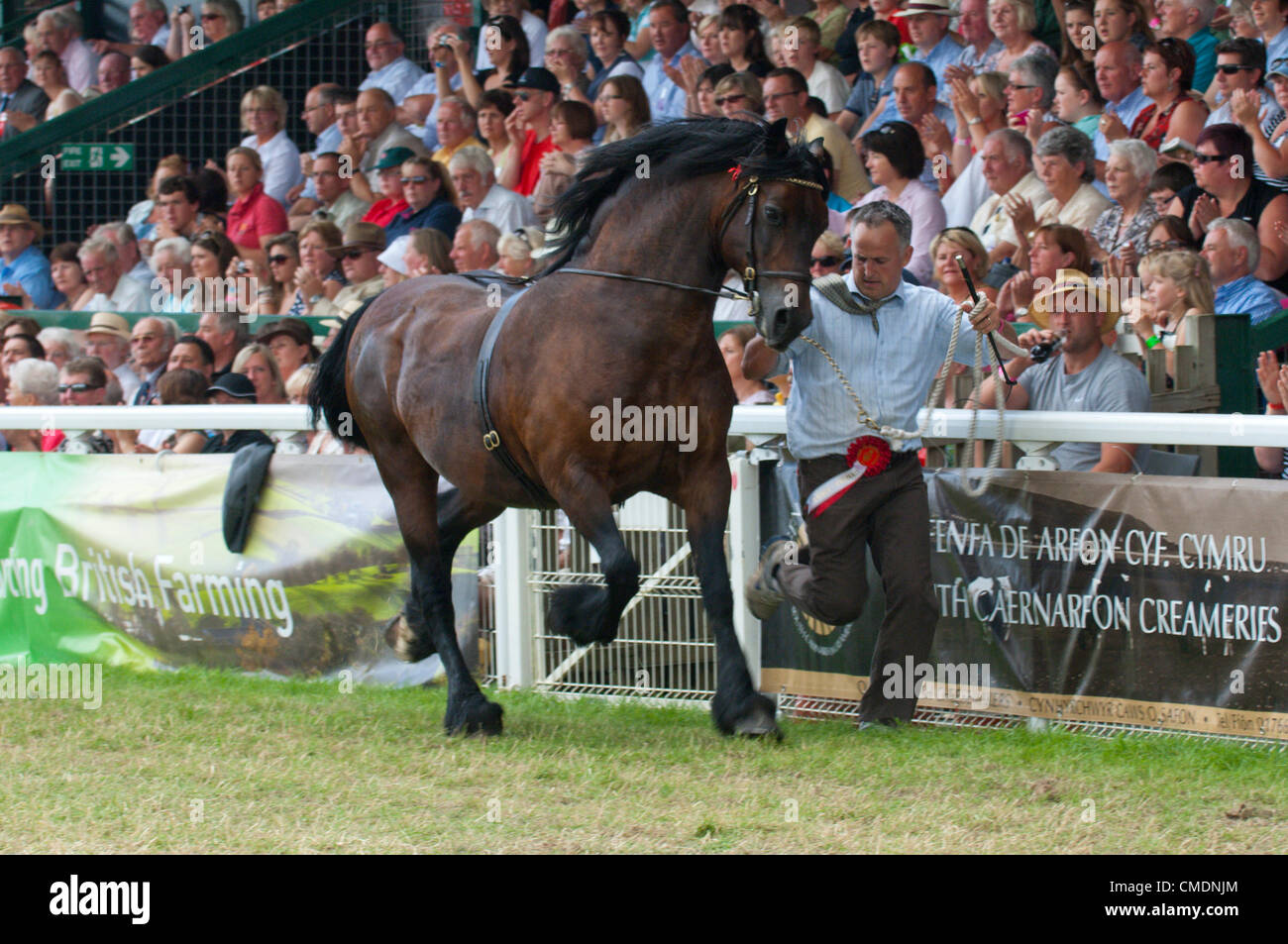 Royal Welsh Show Winner Stock Photos & Royal Welsh Show Winner Stock ...