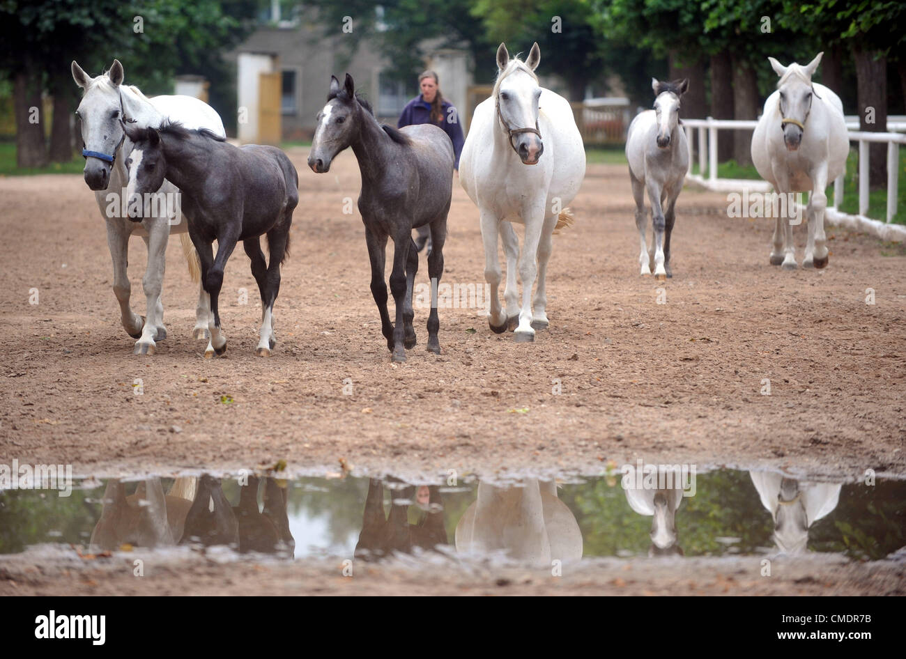 National stud in Kladruby nad Labem, Czech Republic, on Wednesday, July ...