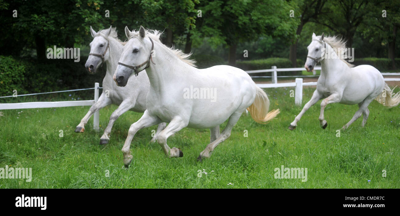 National stud in kladruby nad labem hi-res stock photography and images ...