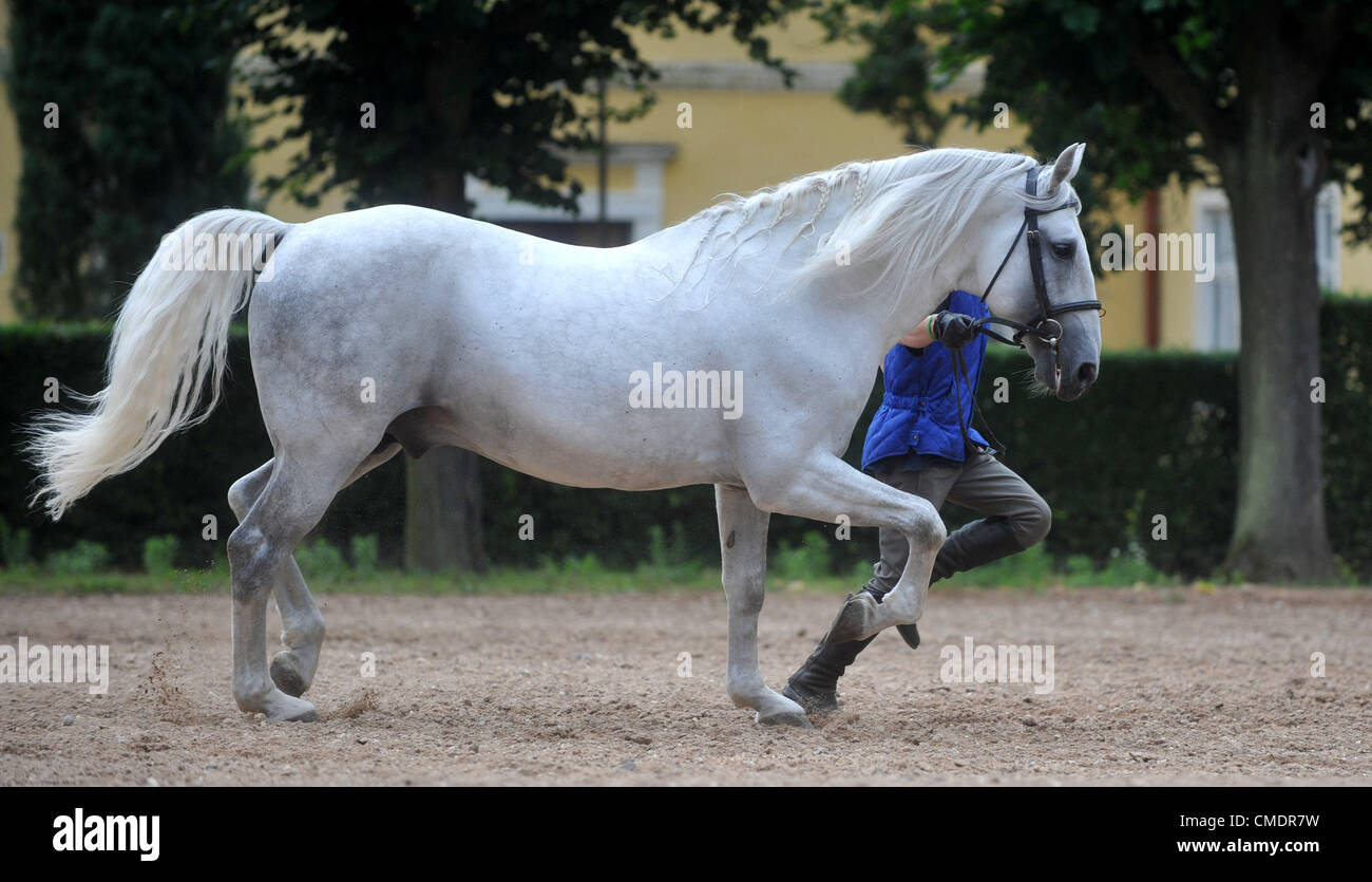 National stud in kladruby nad labem hi-res stock photography and images ...