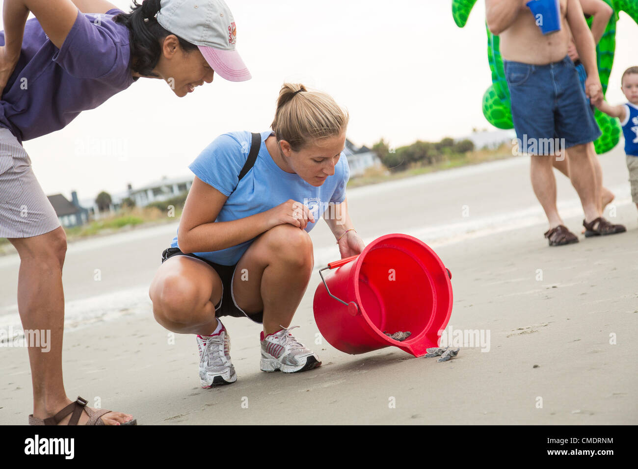 A turtle rescue volunteer releases hatchling loggerhead turtles ...