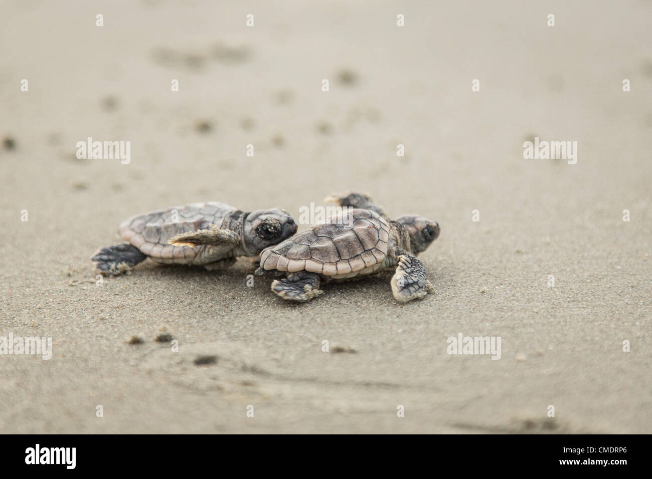 Baby hatchling loggerhead turtles rescued from a nest makes it way to ...