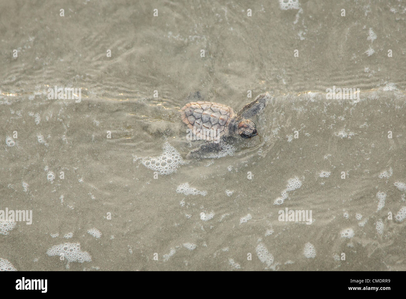 A baby hatchling loggerhead turtle rescued from a nest makes it way to ...