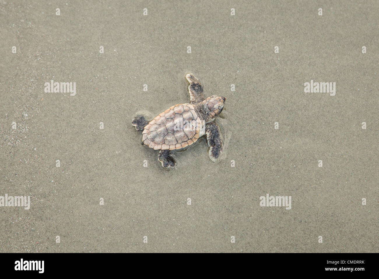 A baby hatchling loggerhead turtle rescued from a nest makes it way to ...