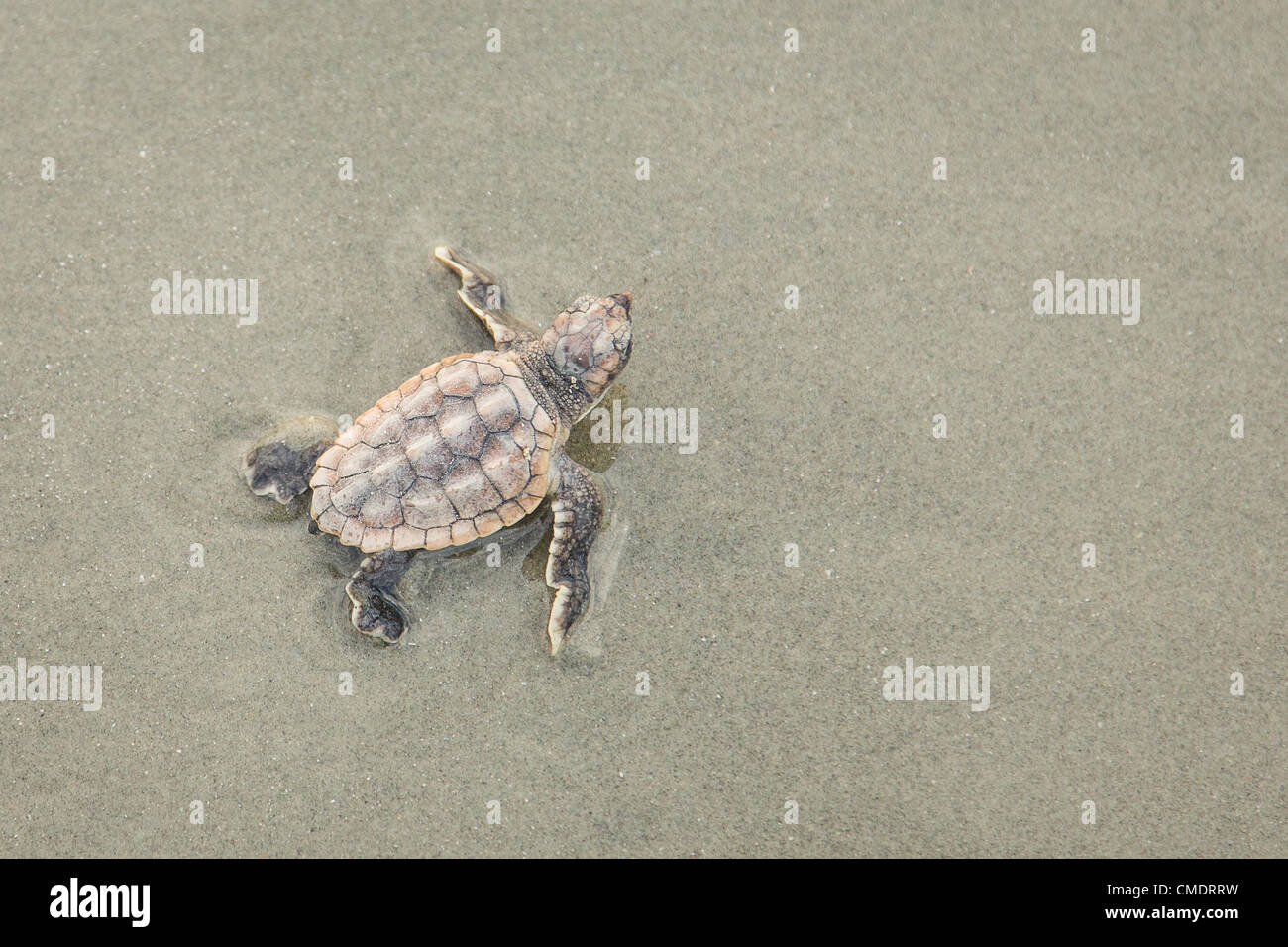 A baby hatchling loggerhead turtle rescued from a nest makes it way to ...